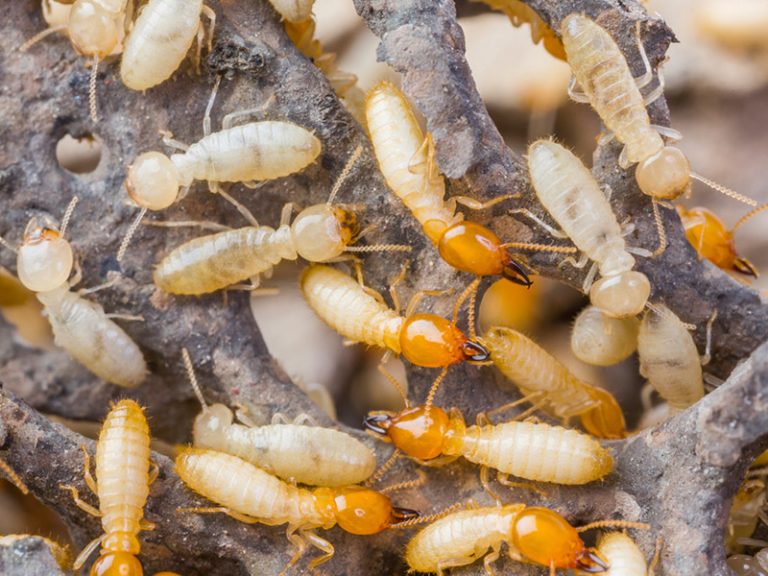 Termite Control, Protection | St Augustine, Jacksonville, FL